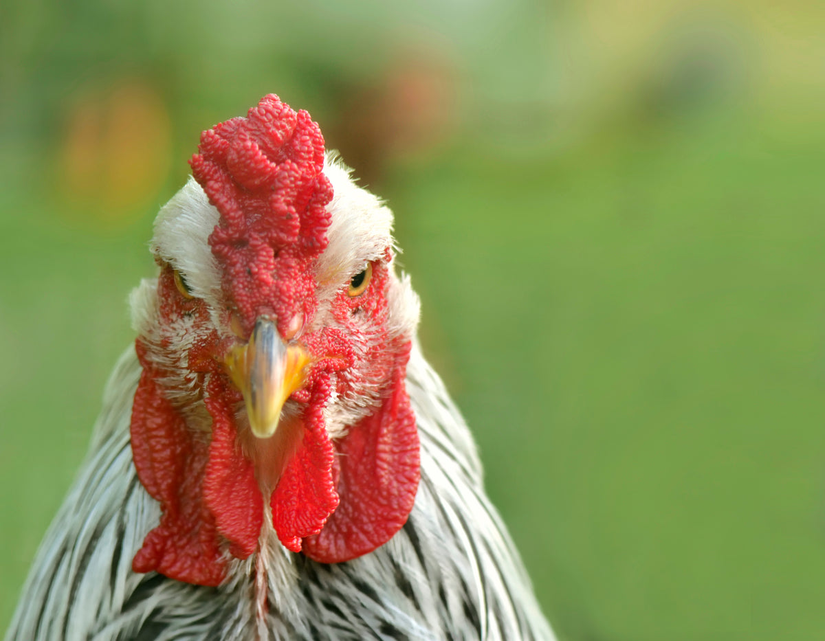 Stare Down Your Chicken. – Family Dinner